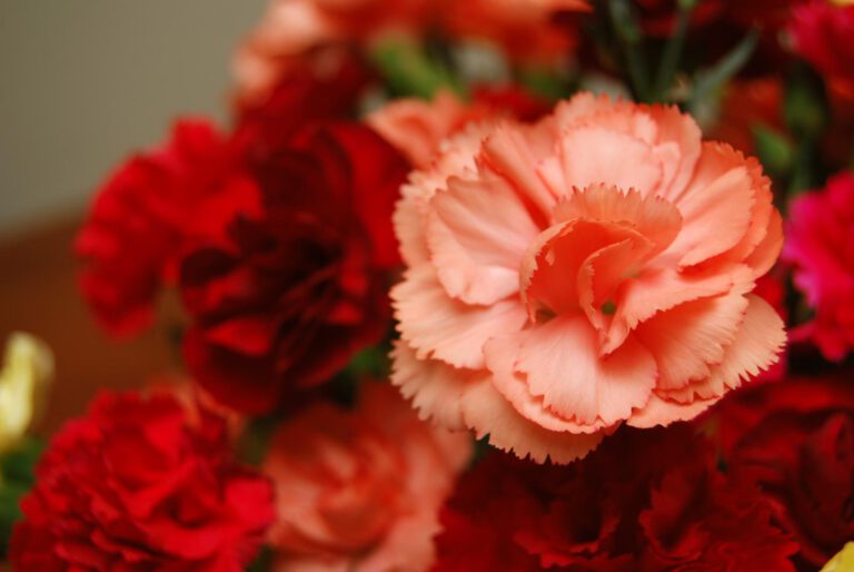 El clavel, una especie para la floricultura - BLOG