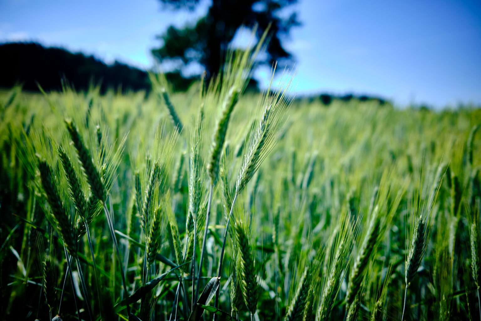 El centeno, características y claves para su cultivo - BLOG