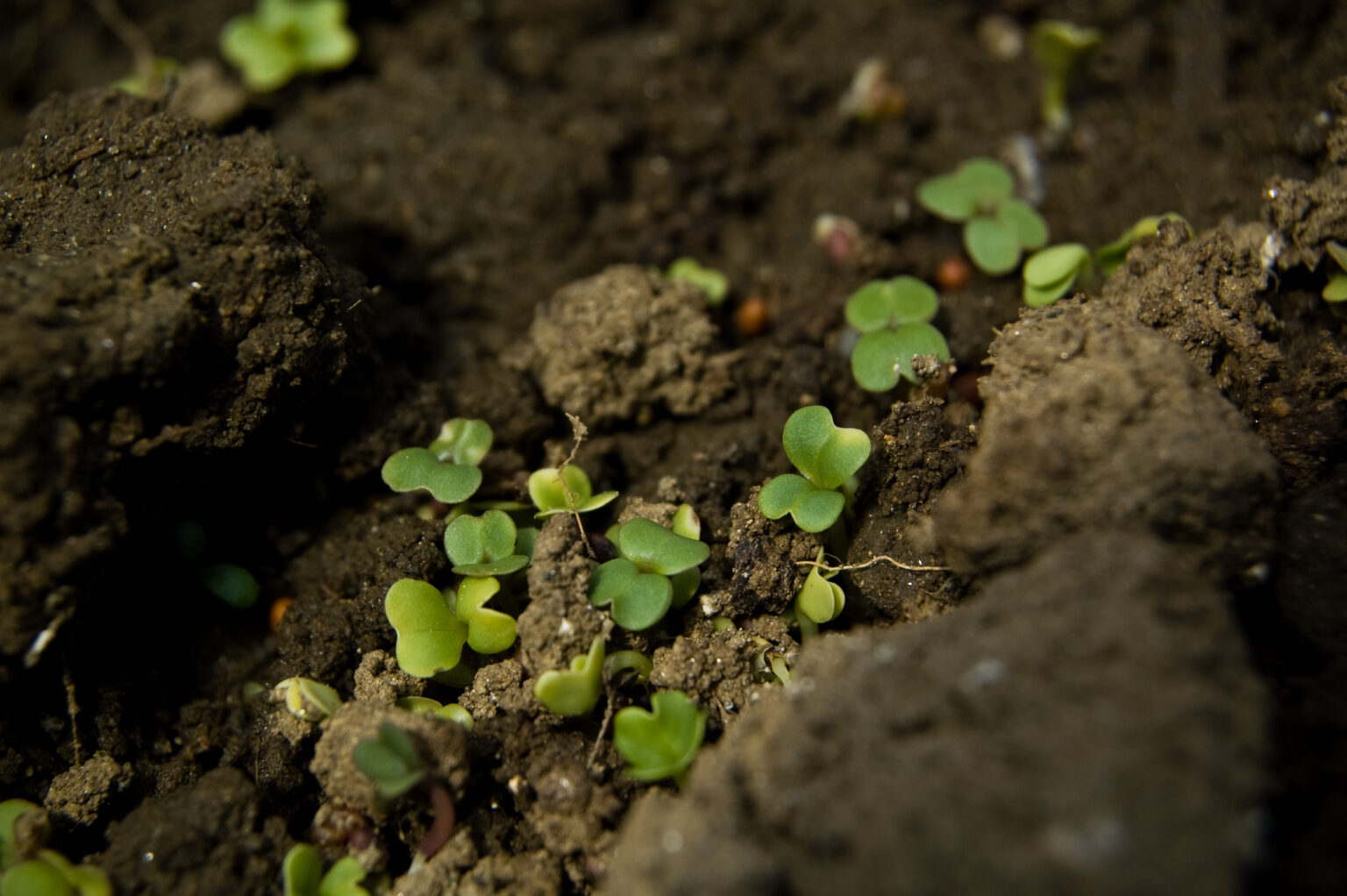 ¿Cuáles son los principales nutrientes de las plantas? - BLOG