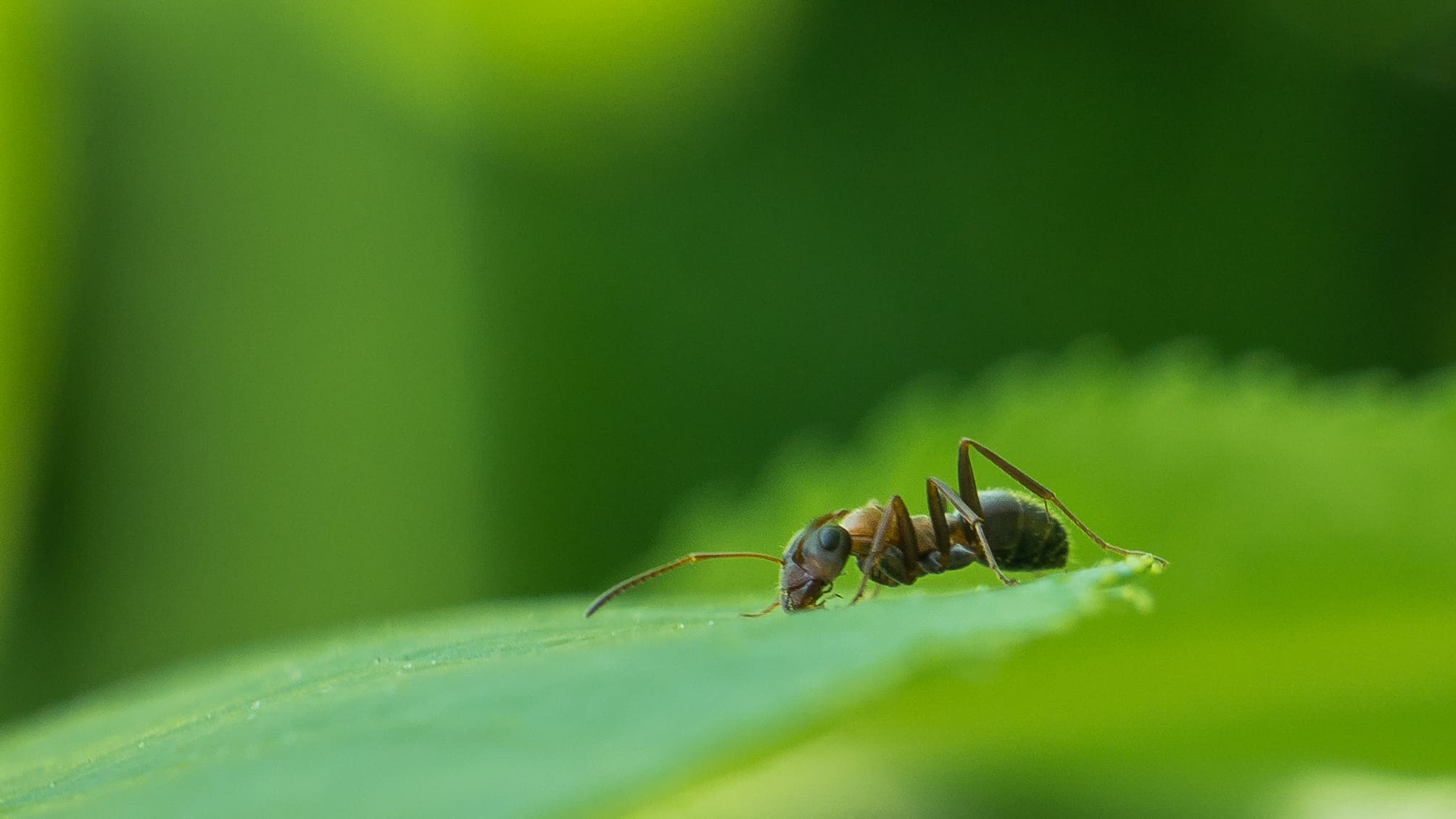 Insectos como alimento para ganado - BLOG